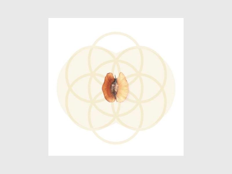 Walkabout with artist Adam Botha | Rosebank Killarney Gazette