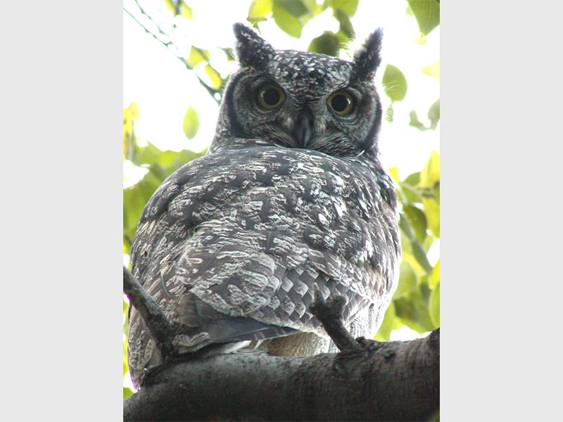 can an owl turn its head 360°