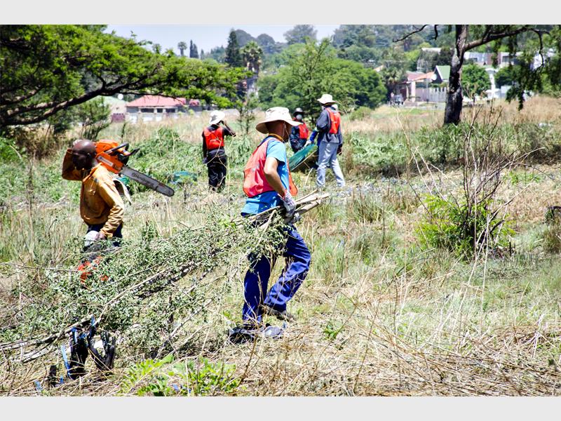 Heed the call to remove alien invasive plants #ProtectOurTrees ...
