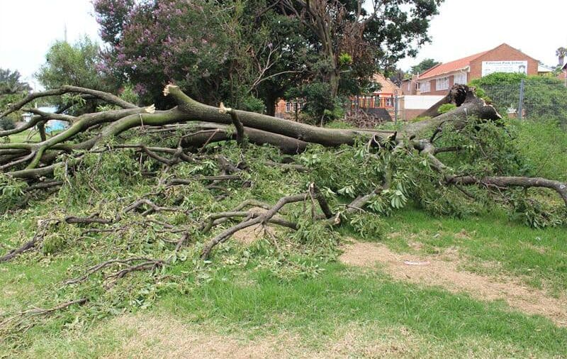 Residents guide to reporting fallen trees | Rosebank Killarney Gazette
