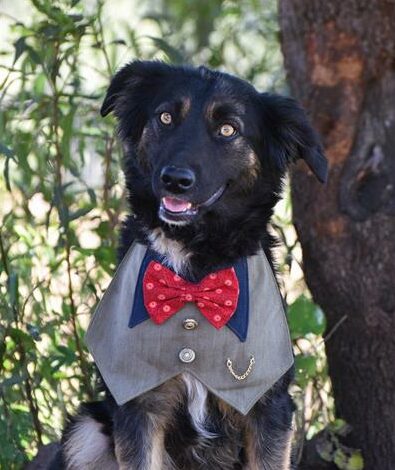 Visit Woodrock Animal Rescue Pop-Up to adopt a dog | Rosebank Killarney ...