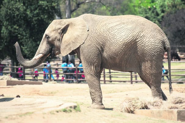 Johannesburg Zoo’s elephants spark explosive fight over captivity ...