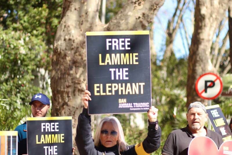 Protesters renew call for Johannesburg Zoo elephants to be moved to ...
