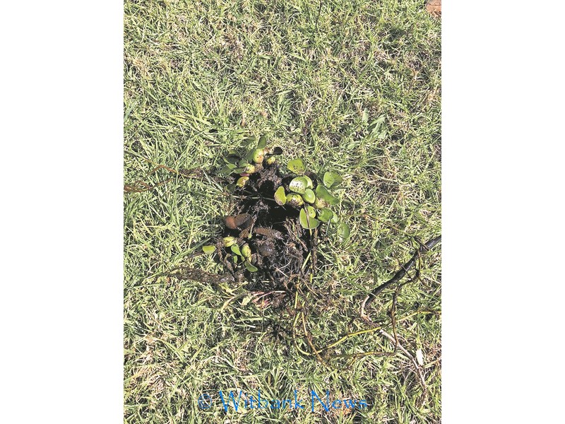 Help keep hyacinth out of Witbank Dam | Witbank News