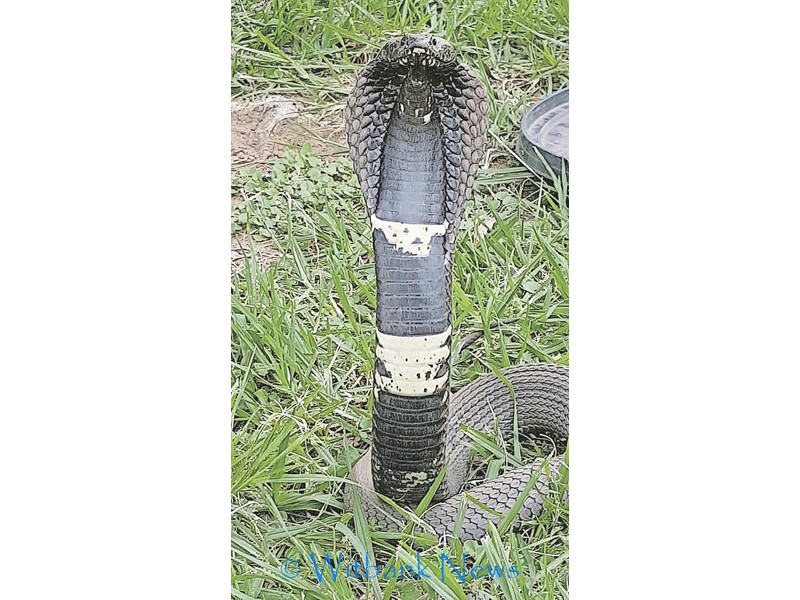 Wat gemaak as jy ’n slang sien? | Witbank News