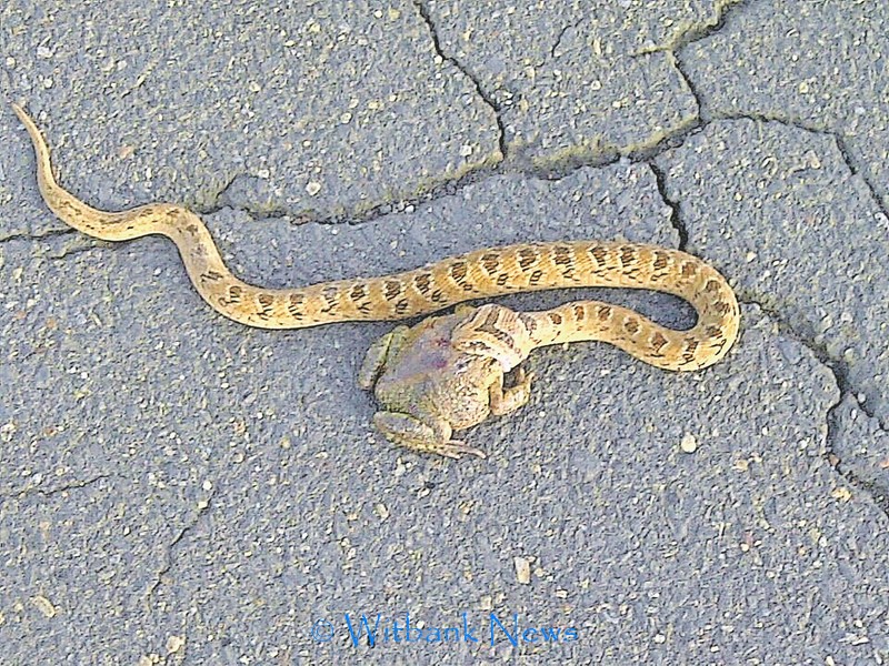 Wat gemaak as jy ’n slang sien? | Witbank News