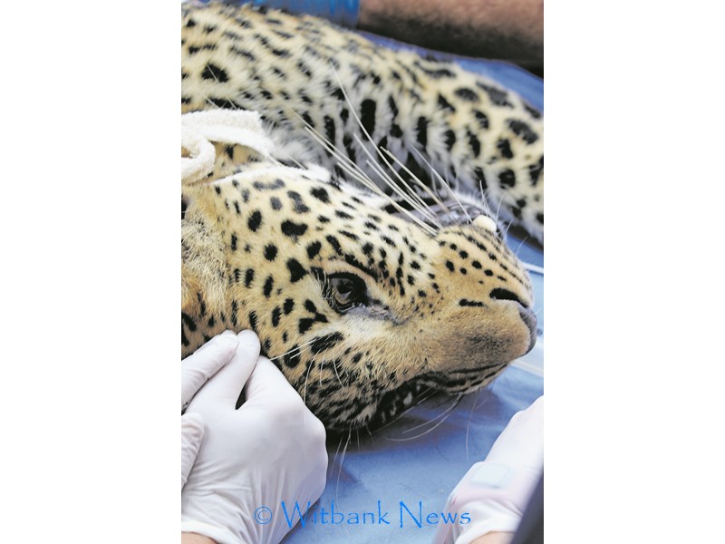 Vets check the leopard’s wound for infection | Witbank News