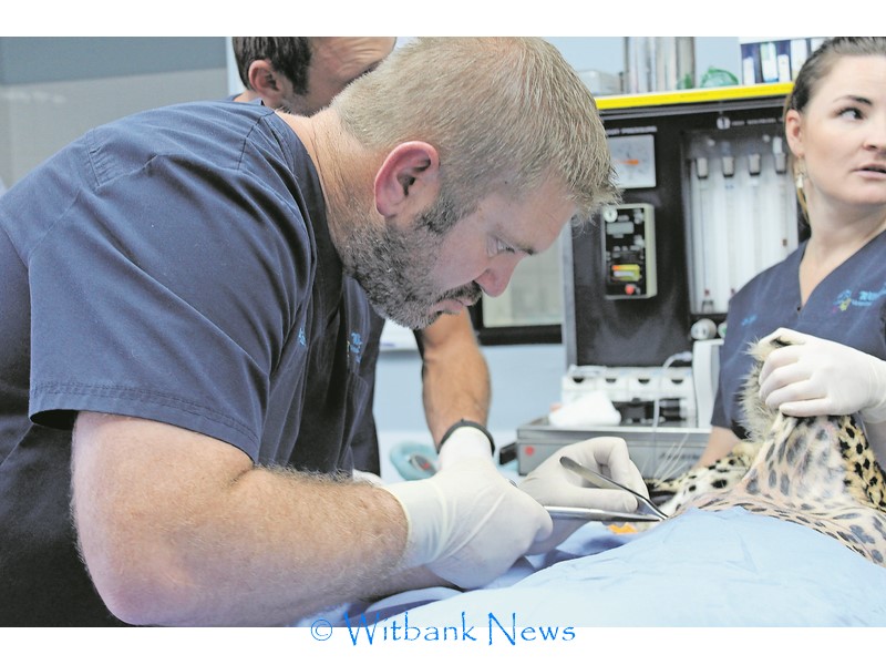 Leopard’s wound almost healed | Witbank News