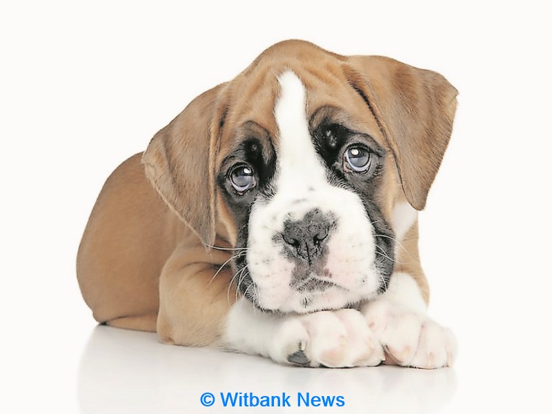 Woofs in Ga-Nala have nowhere to go | Witbank News