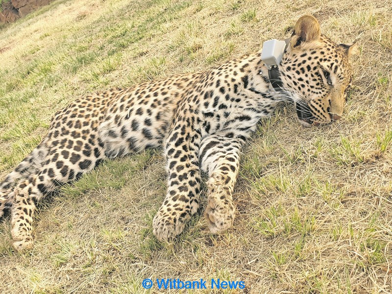 Snared leopard collared and released | Witbank News
