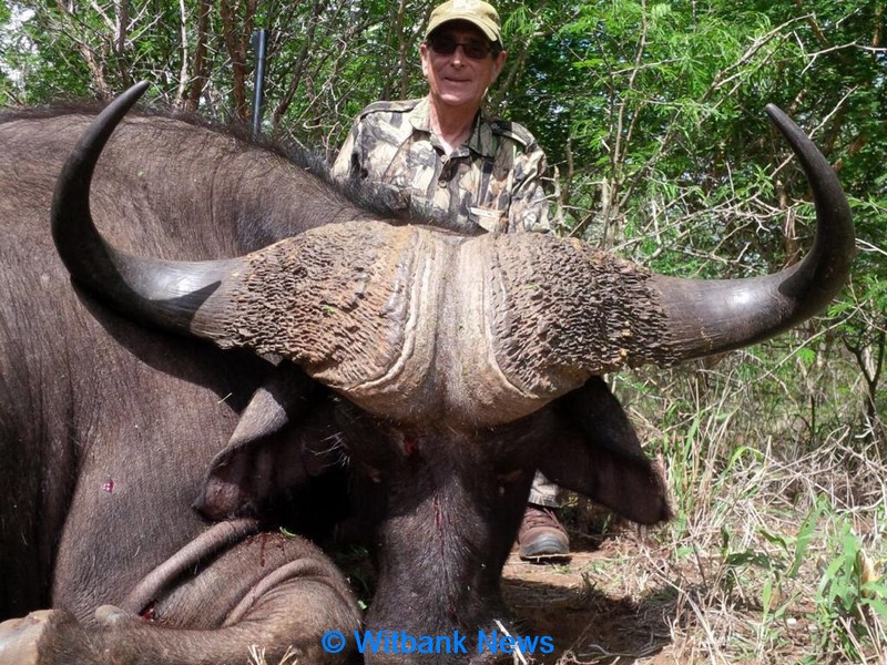 ’n Groot boom het geval | Witbank News