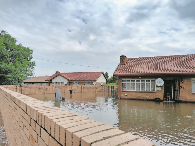 Dit sous katte en honde in Ga-Nala | Witbank News