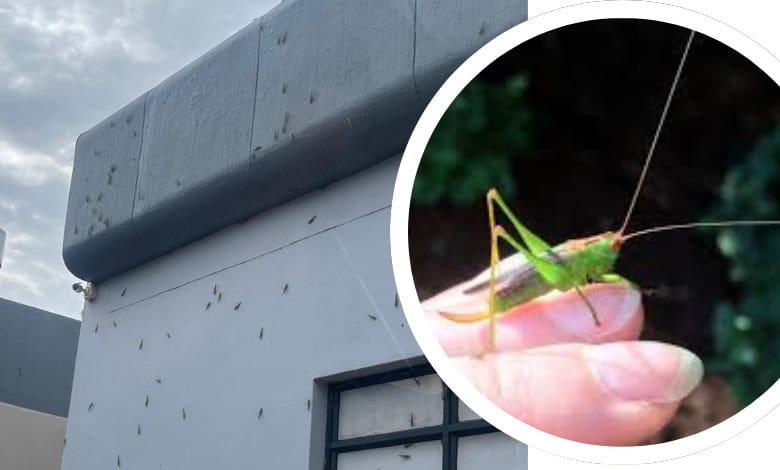 Hundreds of flying insects invade eMalahleni | Witbank News