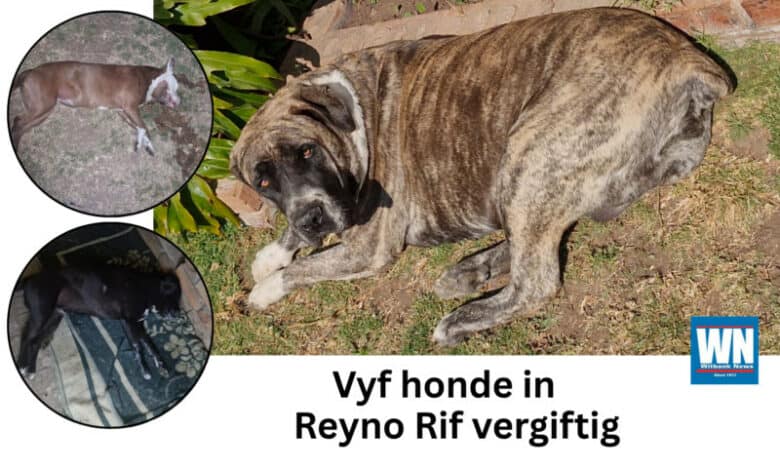 Honde in Reynorif vergiftig – 5 van die honde was pitbulle | Witbank News