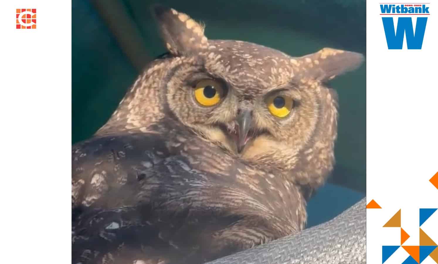 Die Heuwel owl was not shot - says vet | Witbank News
