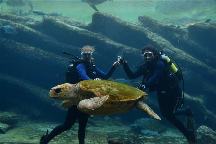 Conservation of Loggerhead turtles welcomed by animal lovers | Rising ...