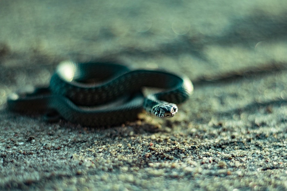 Everything you need to know about snake season | Rising Sun Newspapers