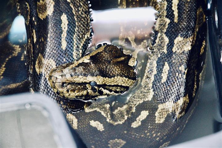 Crow Rehabilitates Four Metre Long Python Rising Sun Newspapers 