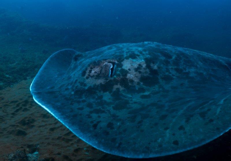 KZN diver discovers ‘cleaning station’ of highly-endangered devil rays ...