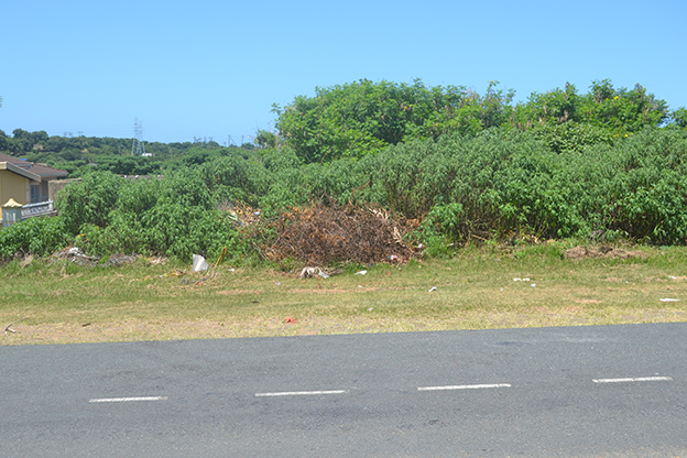 Dense overgrowth irks residents | Rising Sun Newspapers