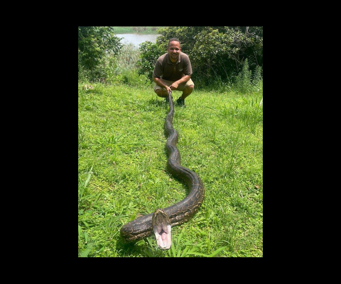 Crocworld releases video of pregnant python rescue | Rising Sun Newspapers