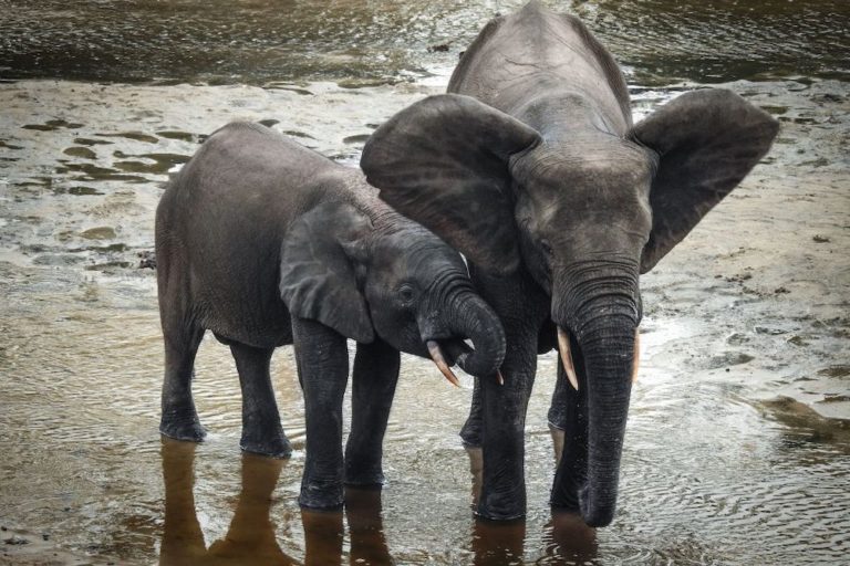 Animal conservation: A possible solution to climate change