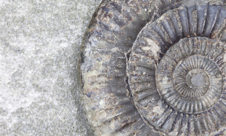 200 million-year-old fossil discovered by nine-year-old in Wales