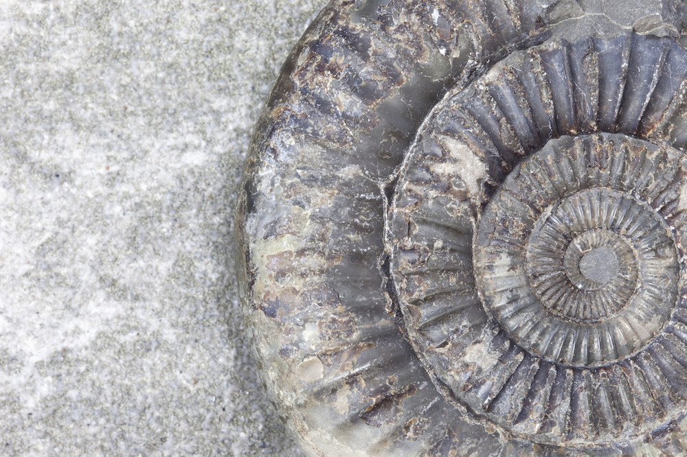 200 million-year-old fossil discovered by nine-year-old in Wales