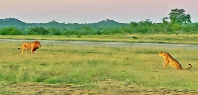 Lion vs cheetah: The fast and the furious | Rising Sun Newspapers