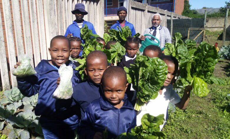 Alipore Primary School harvests spinach and coriander | Rising Sun ...