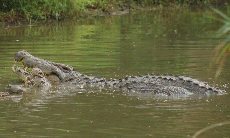 Friends of Henry can rest assured this crocodile is still rocking at ...