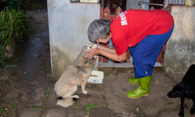 Five ways you can share the love with furry friends in need this ...