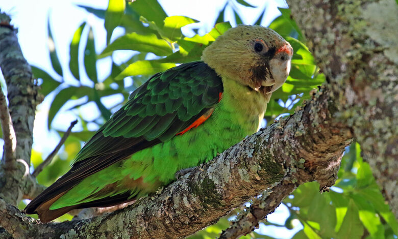 Cape Parrots in peril- the harsh reality of poaching | Rising Sun ...