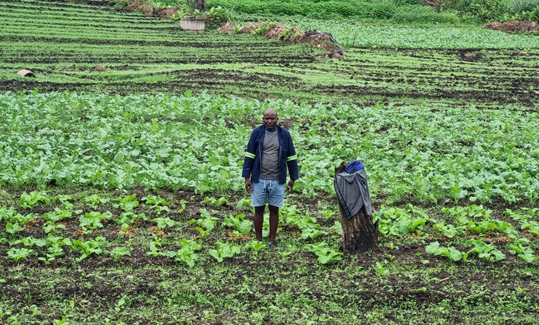 Subsistence farmer allegedly victimised by locals | Rising Sun Newspapers