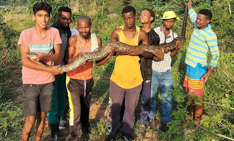 Teen snake catcher rescues 4, 5-metre African rock python | Rising Sun ...