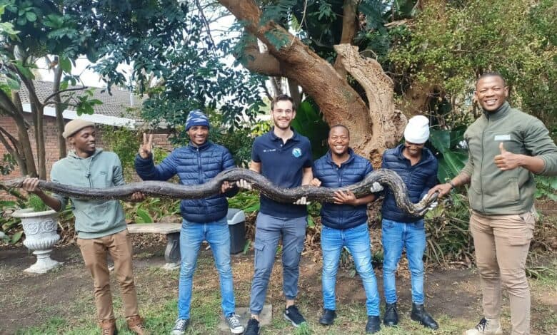 PICTURES: Crocworld team rescues massive Southern African python ...