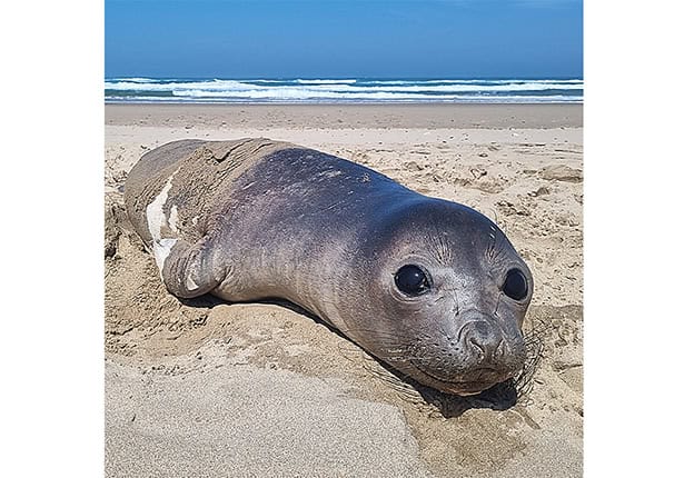Rare Southern Elephant seal rescued on Rocky Bay Beach | Rising Sun ...