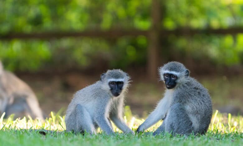 Simbithi Eco-Estate works with Urban Vervet Monkey Project to manage ...