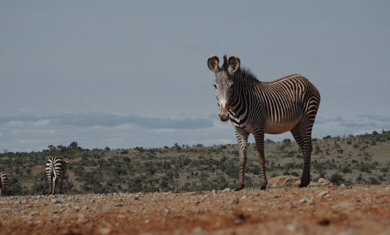 International Zebra Day: A tale of three species - declining, stable ...