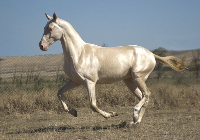Enviro Monday: Akhal-Teke - the most beautiful horse in the world | Network News
