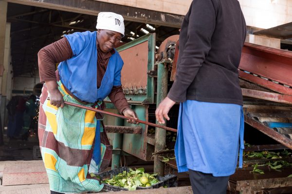 Russian investors inject R100m to save the ‘failed’ Zebediela farm ...