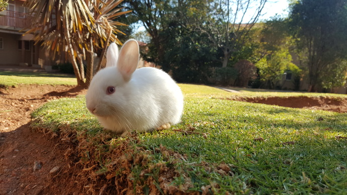 Randburg bunny colony under threat from rabbit proof fence - LNN - The ...