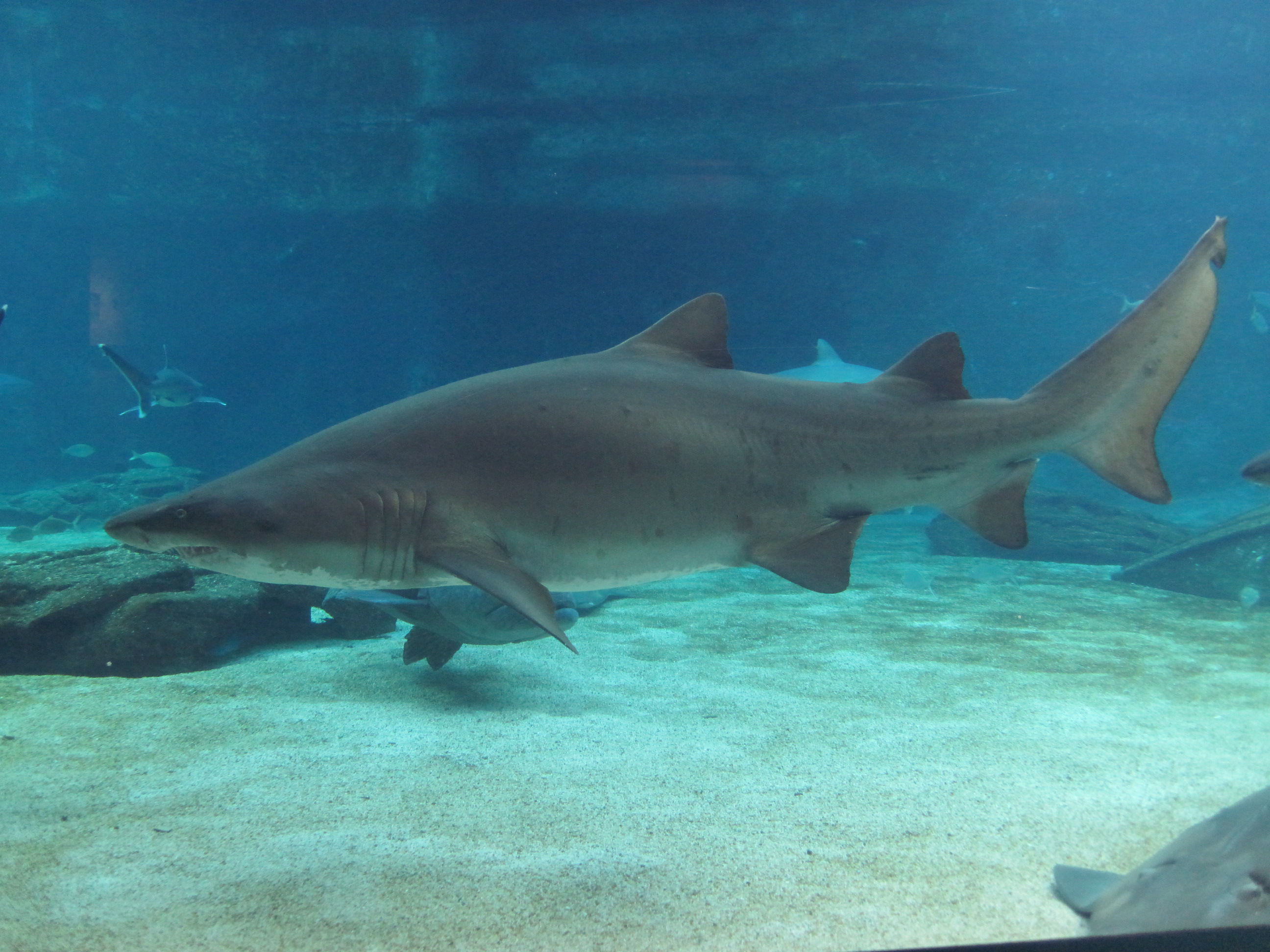 Recaptured tagged shark sets new record… 26 years later - LNN - Lowvelder