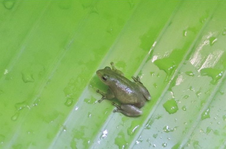 Joburg Zoo to conduct the largest release of Pickersgill’s Reed Frogs ...