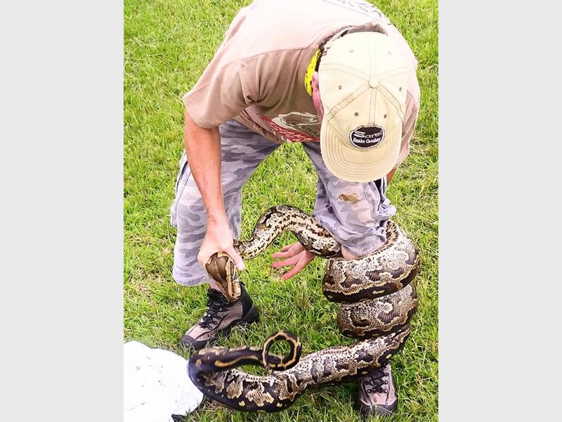 KZN snake catcher wrestles with massive python - LNN - Network News