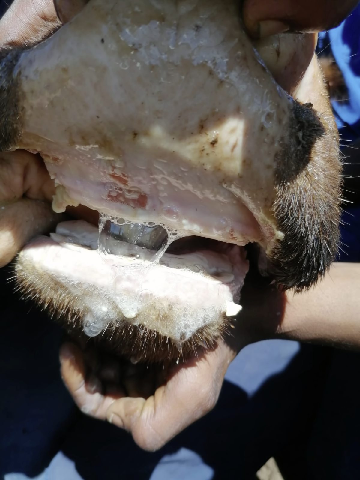 Vrese en kommer oor effektiwiteit van bek-en-klouseer verbod - LNN ...