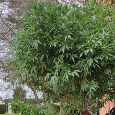 Big dagga bust in George - LNN - Krugersdorp News