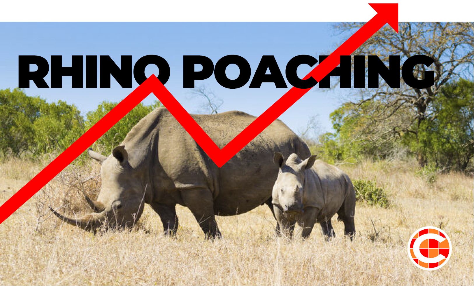 Rhino poaching statistics: KZN the new hotspot - LNN - Lowvelder