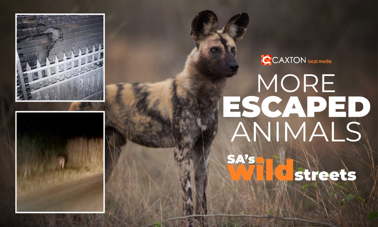 Buffaloes and lion on the loose in Gauteng, wild dogs in Mpumalanga ...