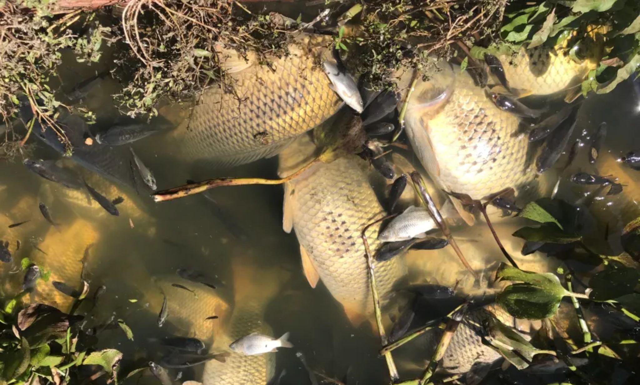 Hartbeespoort Dam mass fish deaths: Water utility tasked with action ...